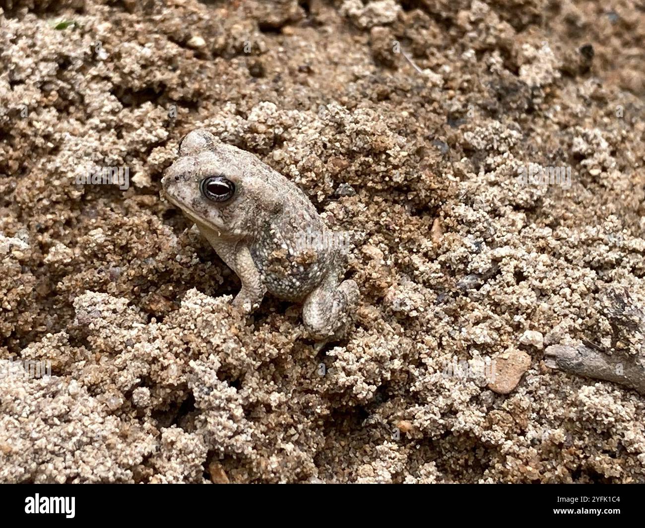 Fowler's Toad (Anaxyrus fowleri Stock Photo - Alamy