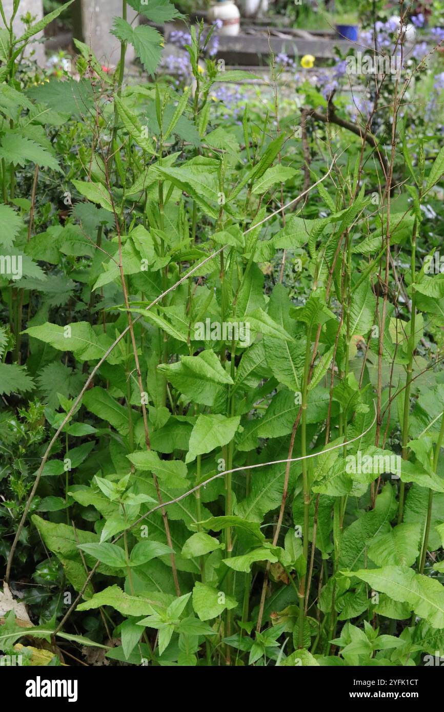 Clustered Dock (Rumex conglomeratus Stock Photo - Alamy