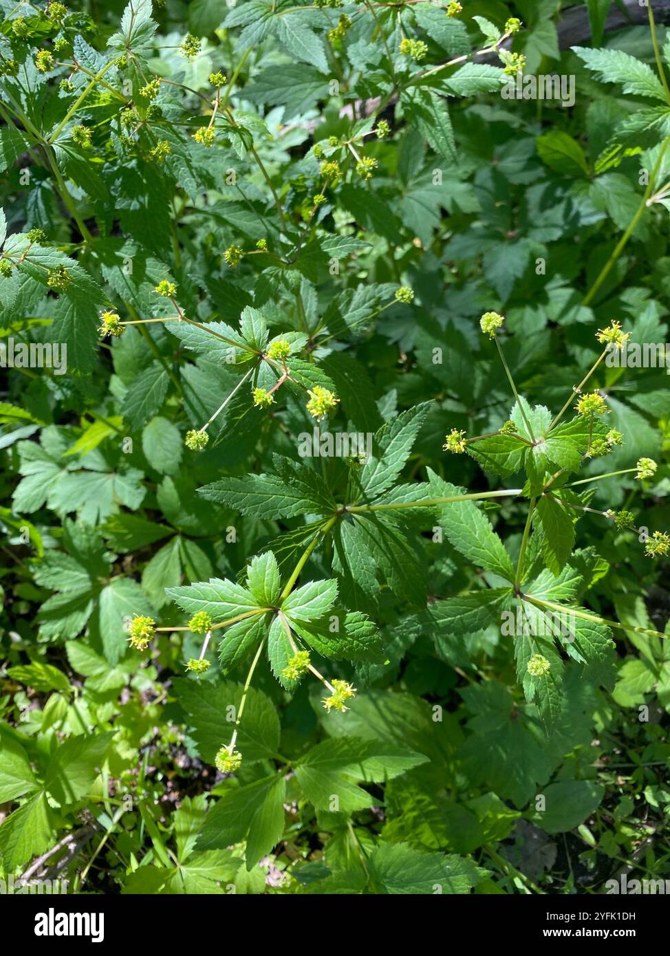 Clustered Sanicle (Sanicula odorata Stock Photo - Alamy