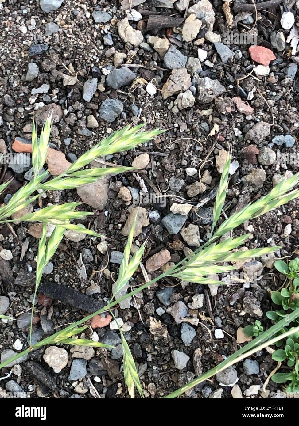 common soft brome (Bromus hordeaceus Stock Photo - Alamy
