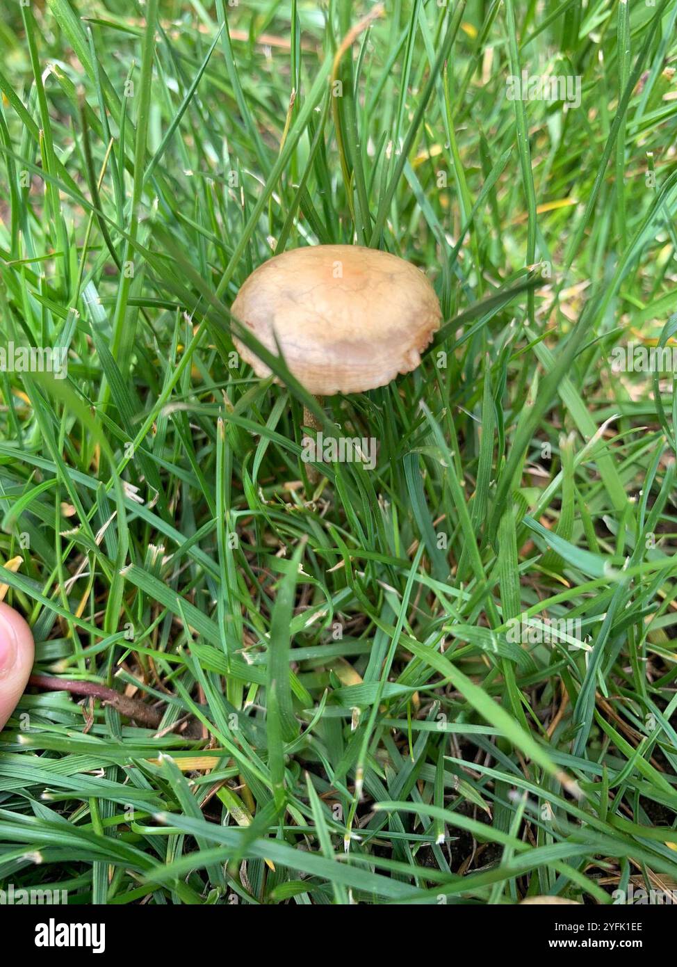 Common Fieldcap (Agrocybe pediades Stock Photo - Alamy