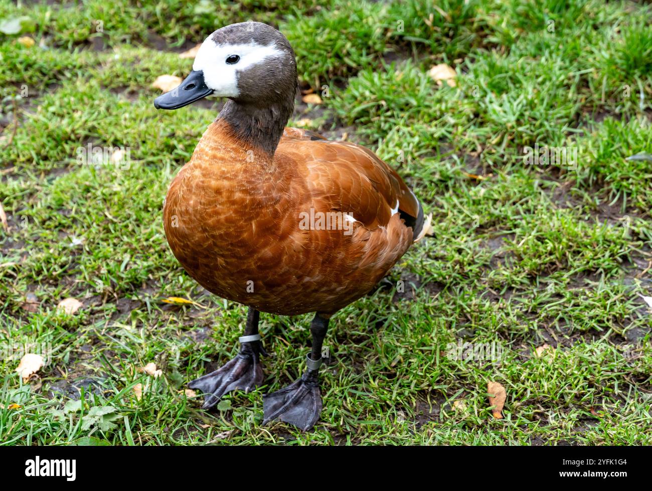 Ruddy duck plumage hi-res stock photography and images - Alamy