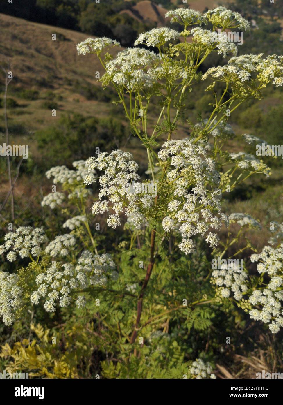poison hemlock (Conium maculatum Stock Photo - Alamy