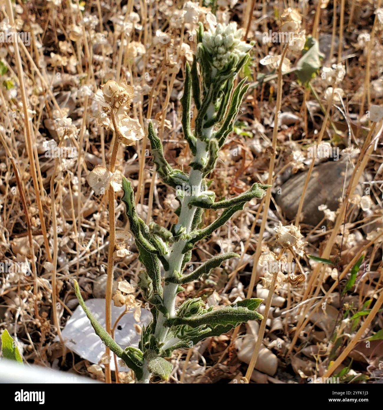 two-color rabbit tobacco (Pseudognaphalium biolettii Stock Photo - Alamy