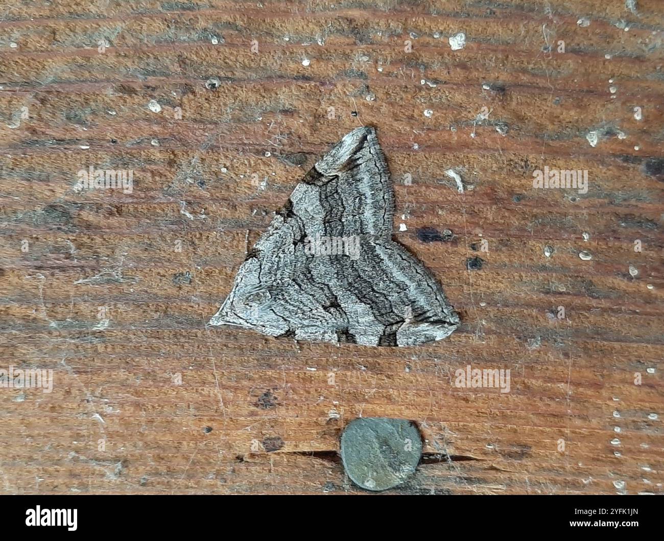 Treble Bar (Aplocera plagiata Stock Photo - Alamy