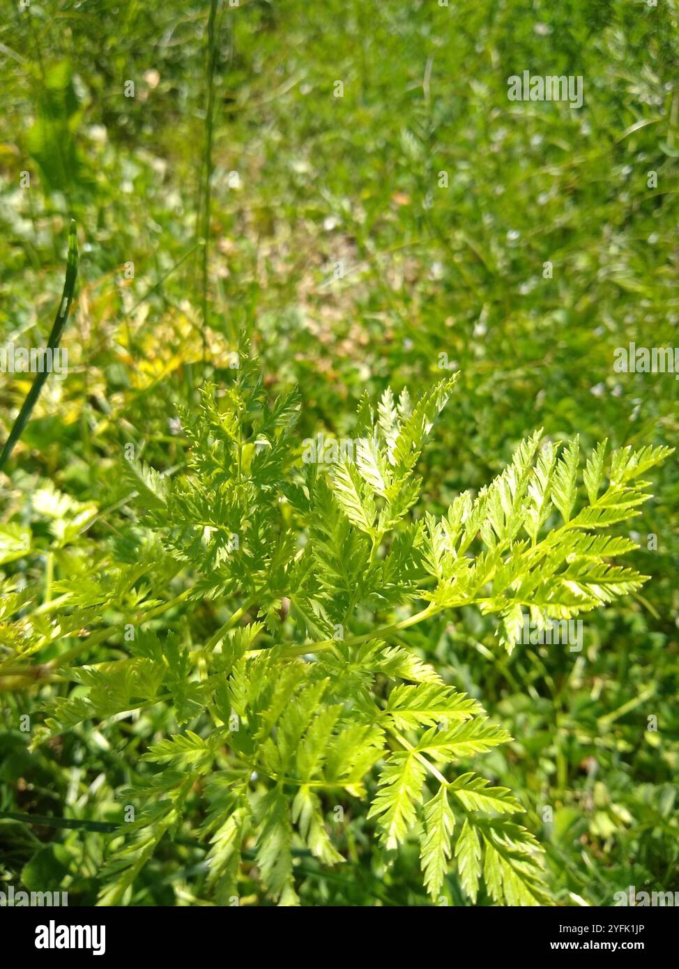 poison hemlock (Conium maculatum Stock Photo - Alamy