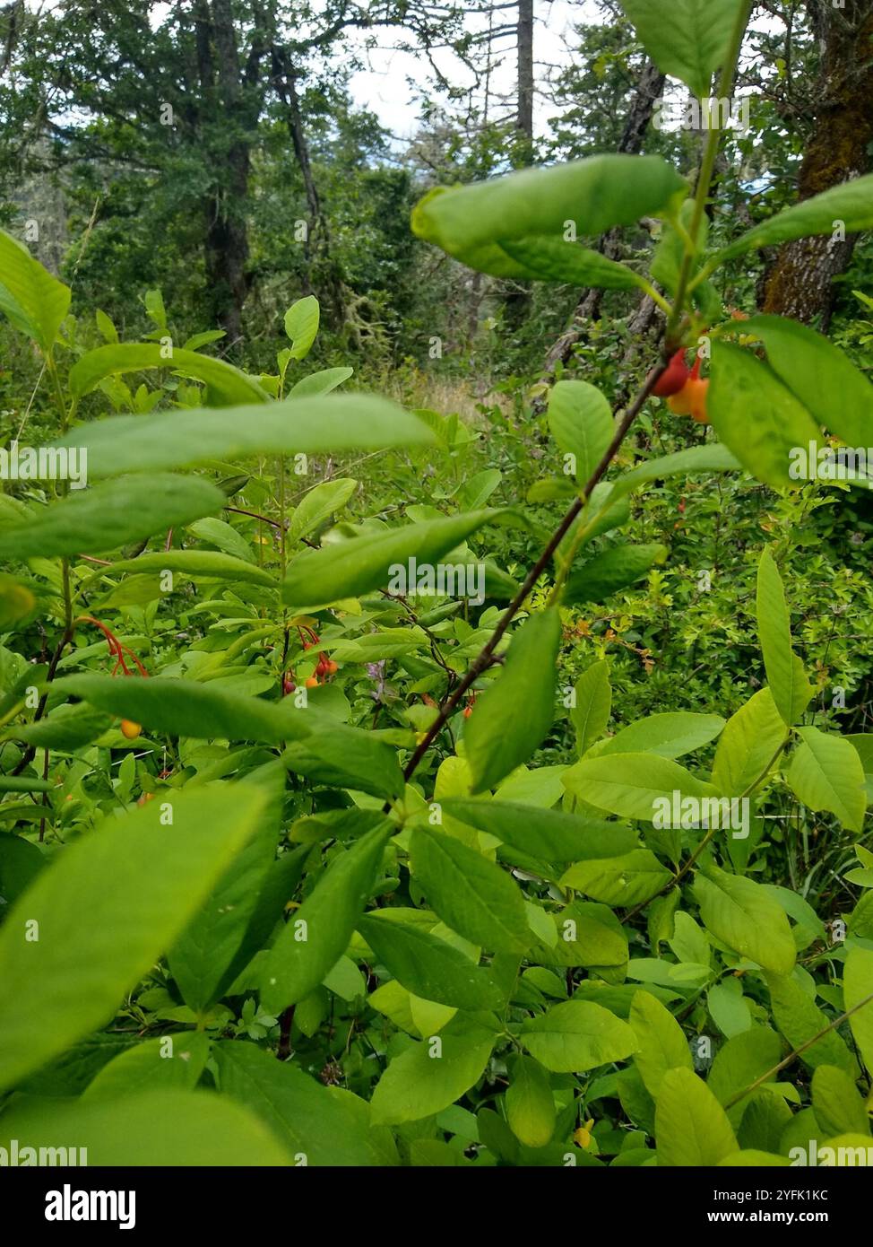 Osoberry (Oemleria cerasiformis Stock Photo - Alamy