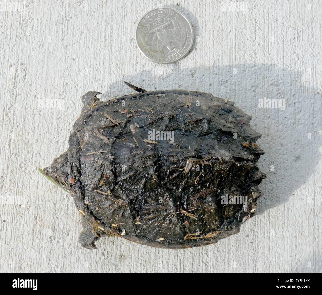 Common Snapping Turtle (Chelydra serpentina Stock Photo - Alamy