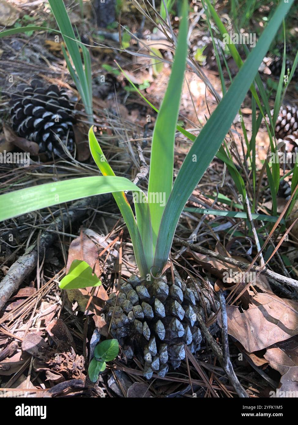 Iris verna hi-res stock photography and images - Alamy