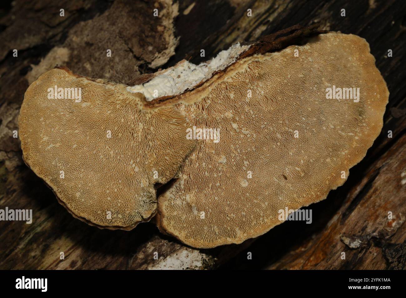 Thin-walled Maze Polypore (Daedaleopsis confragosa Stock Photo - Alamy