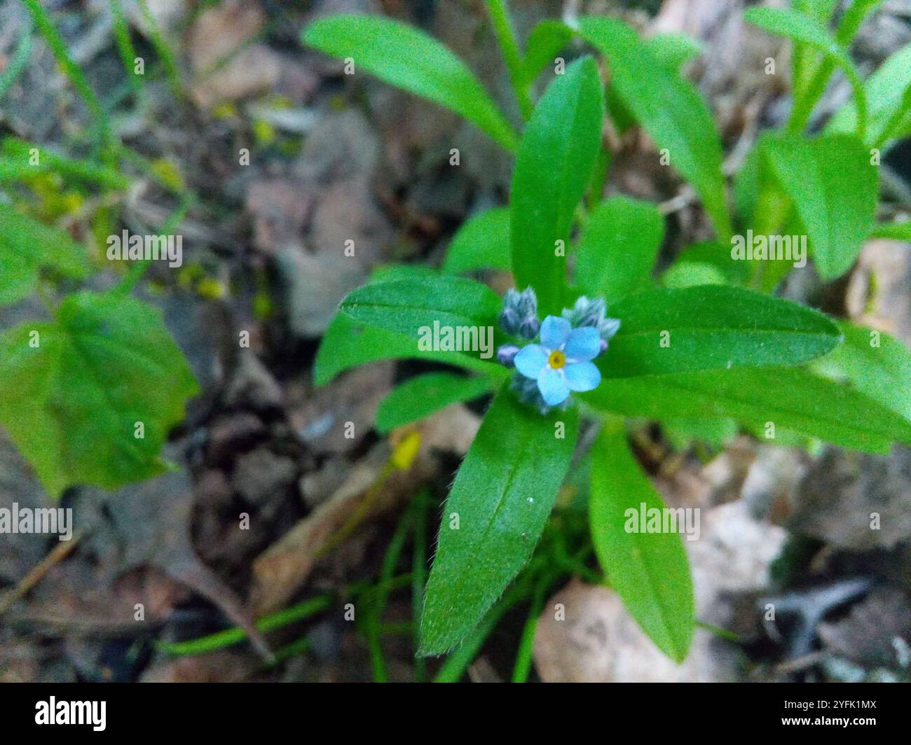Wood Forget-me-not (Myosotis sylvatica Stock Photo - Alamy