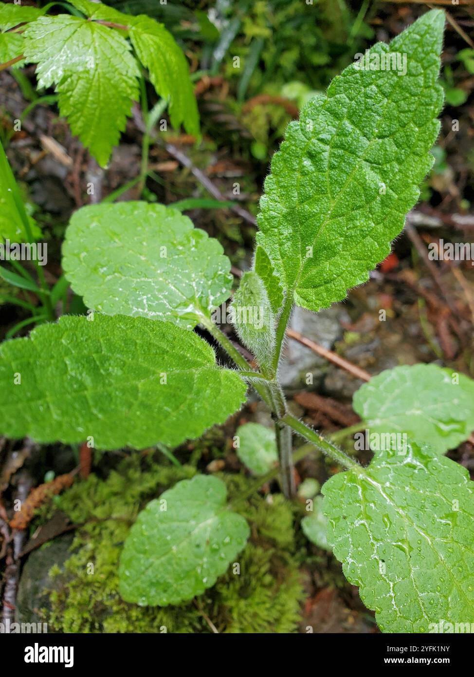 Coastal Hedge-nettle (Stachys chamissonis Stock Photo - Alamy