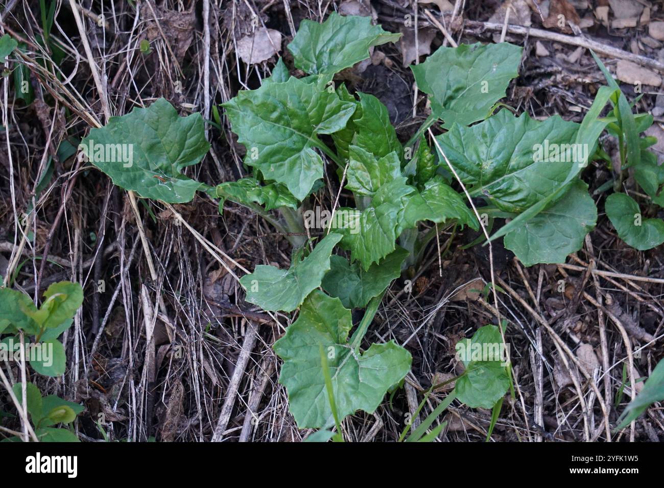 American trailplant (Adenocaulon bicolor Stock Photo - Alamy