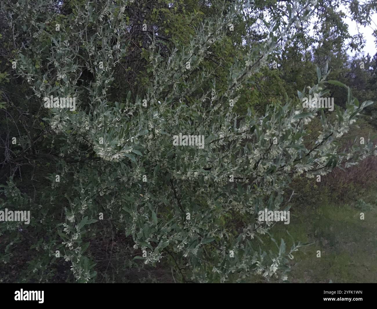 autumn olive (Elaeagnus umbellata Stock Photo - Alamy