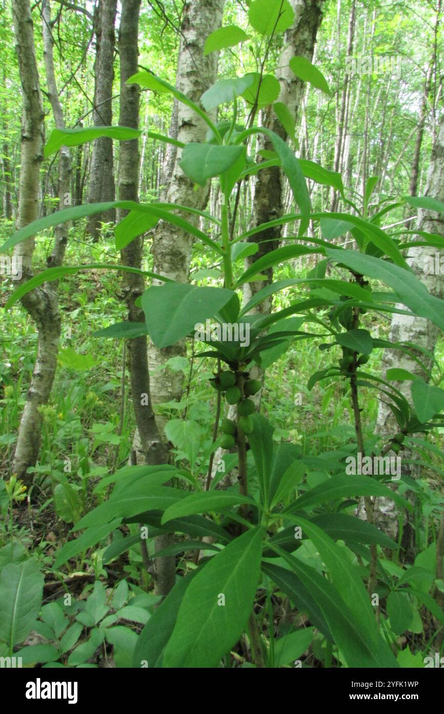 Mezereon (Daphne mezereum Stock Photo - Alamy