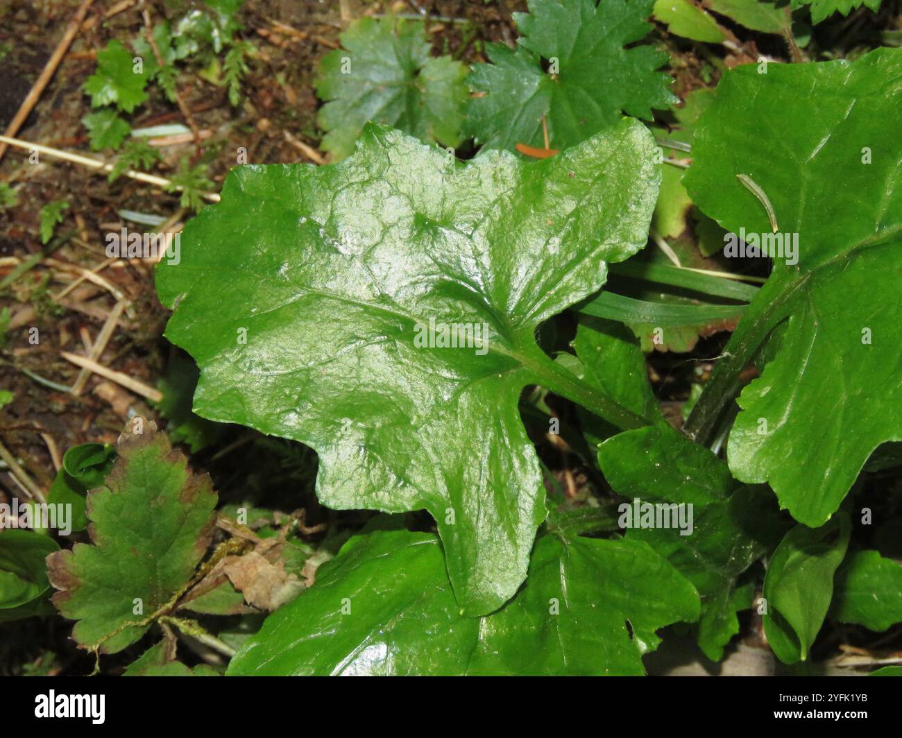 Trailplant hi-res stock photography and images - Alamy