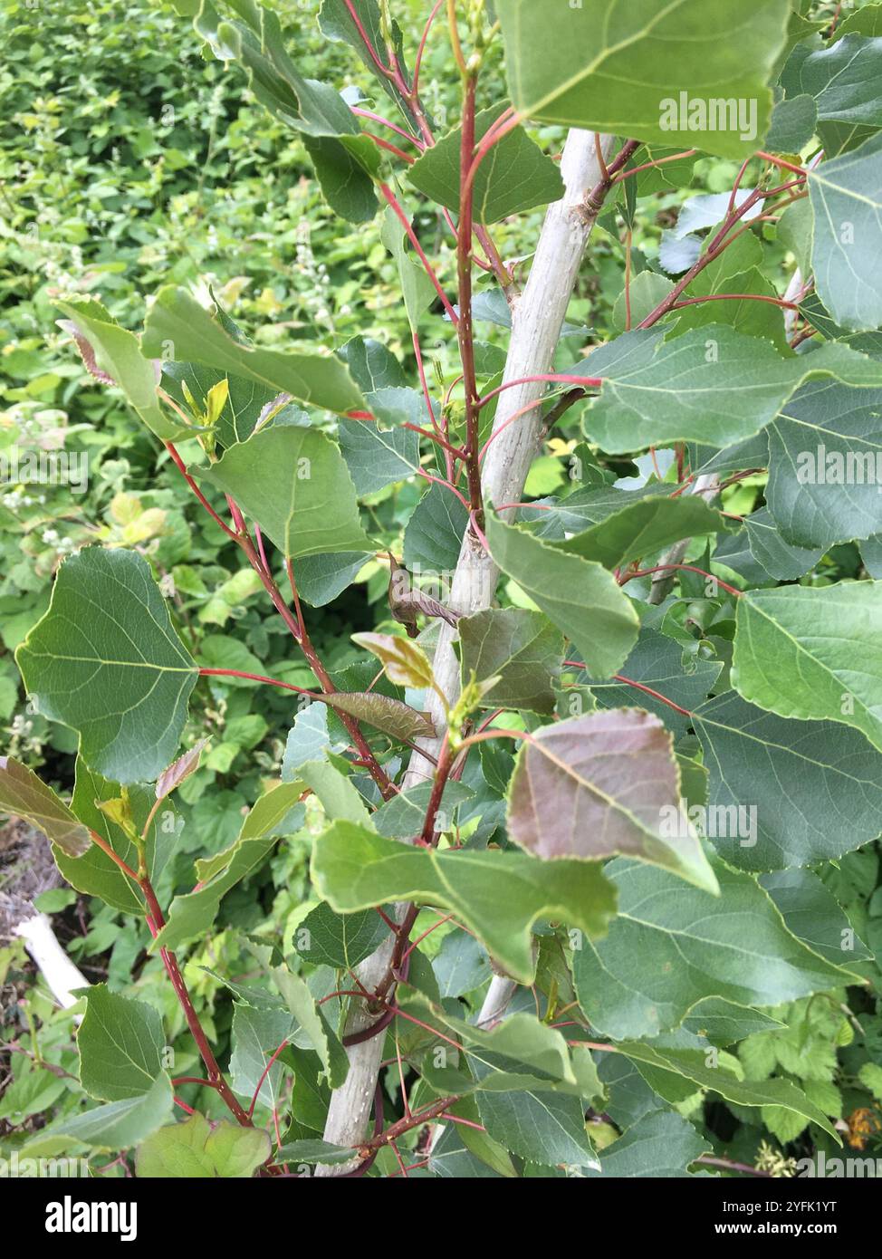 black cottonwood (Populus trichocarpa Stock Photo - Alamy