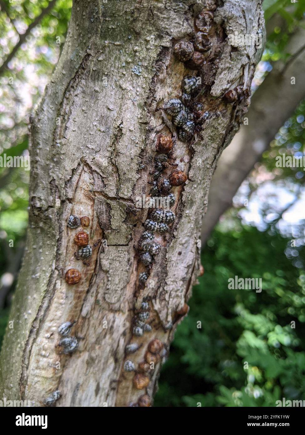 calico scale (Eulecanium cerasorum Stock Photo - Alamy