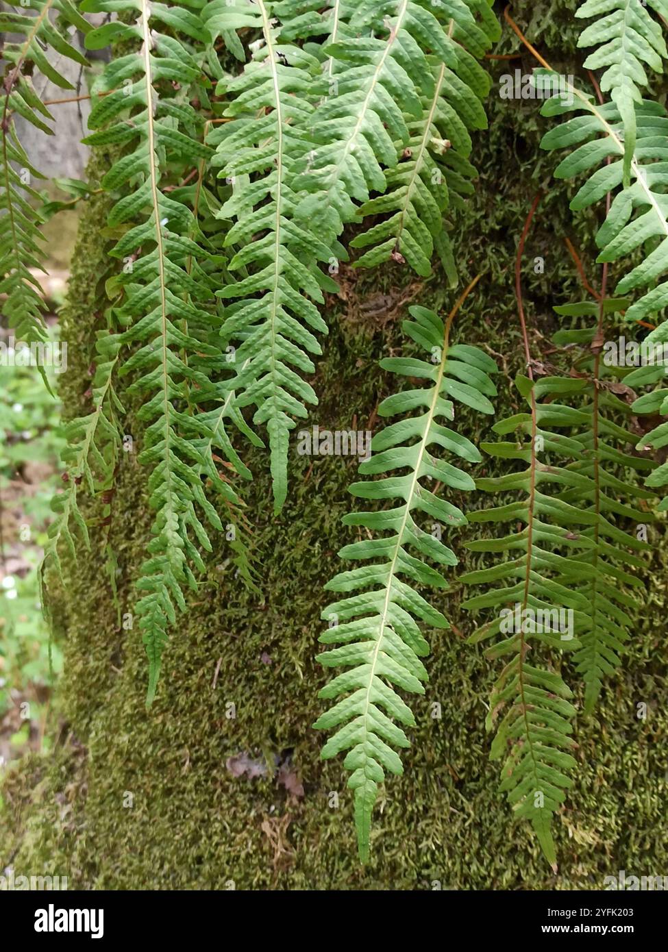 common polypody (Polypodium vulgare Stock Photo - Alamy