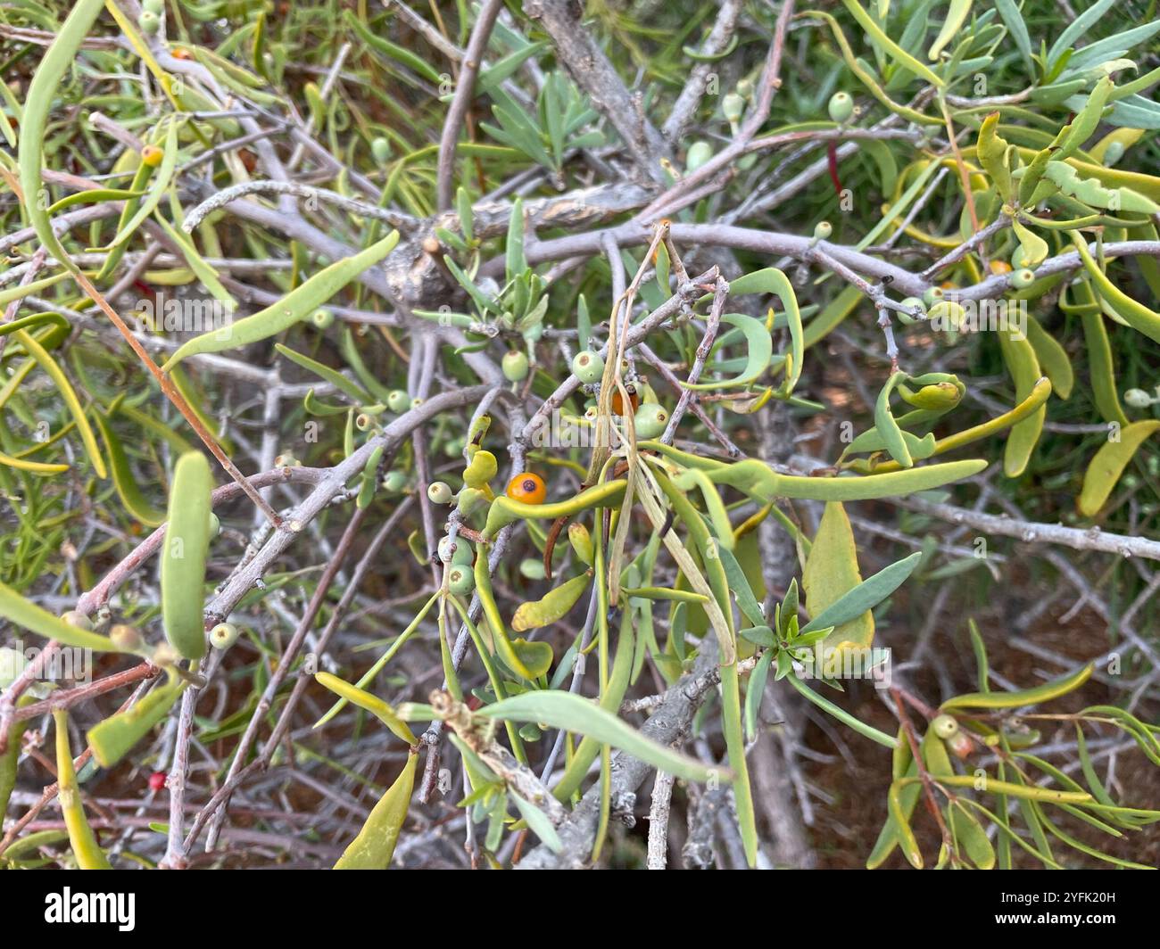 Harlequin Mistletoe (Lysiana exocarpi Stock Photo - Alamy