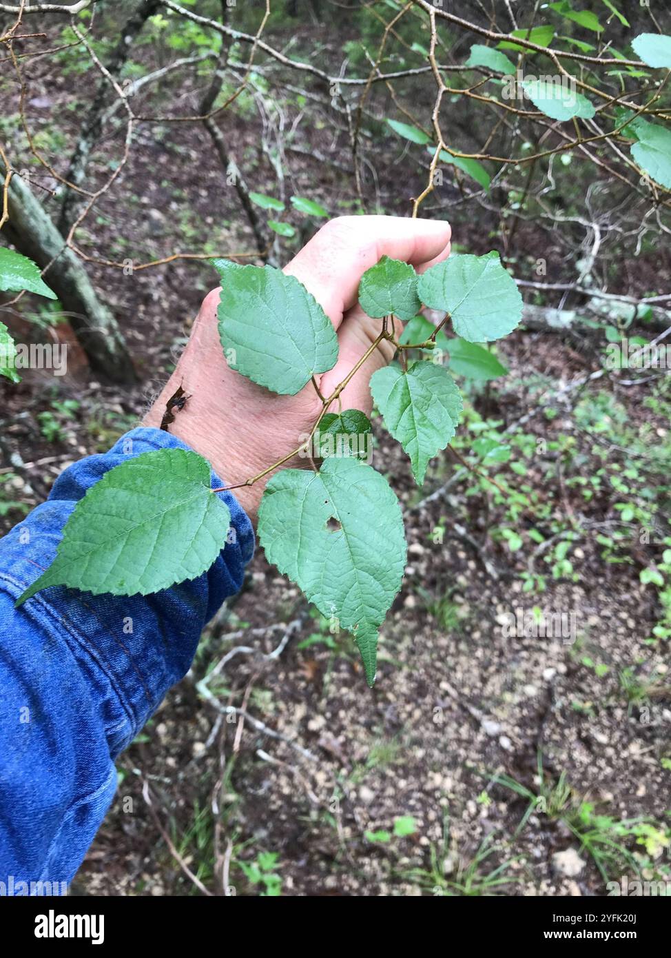 Texas mulberry (Morus microphylla Stock Photo - Alamy