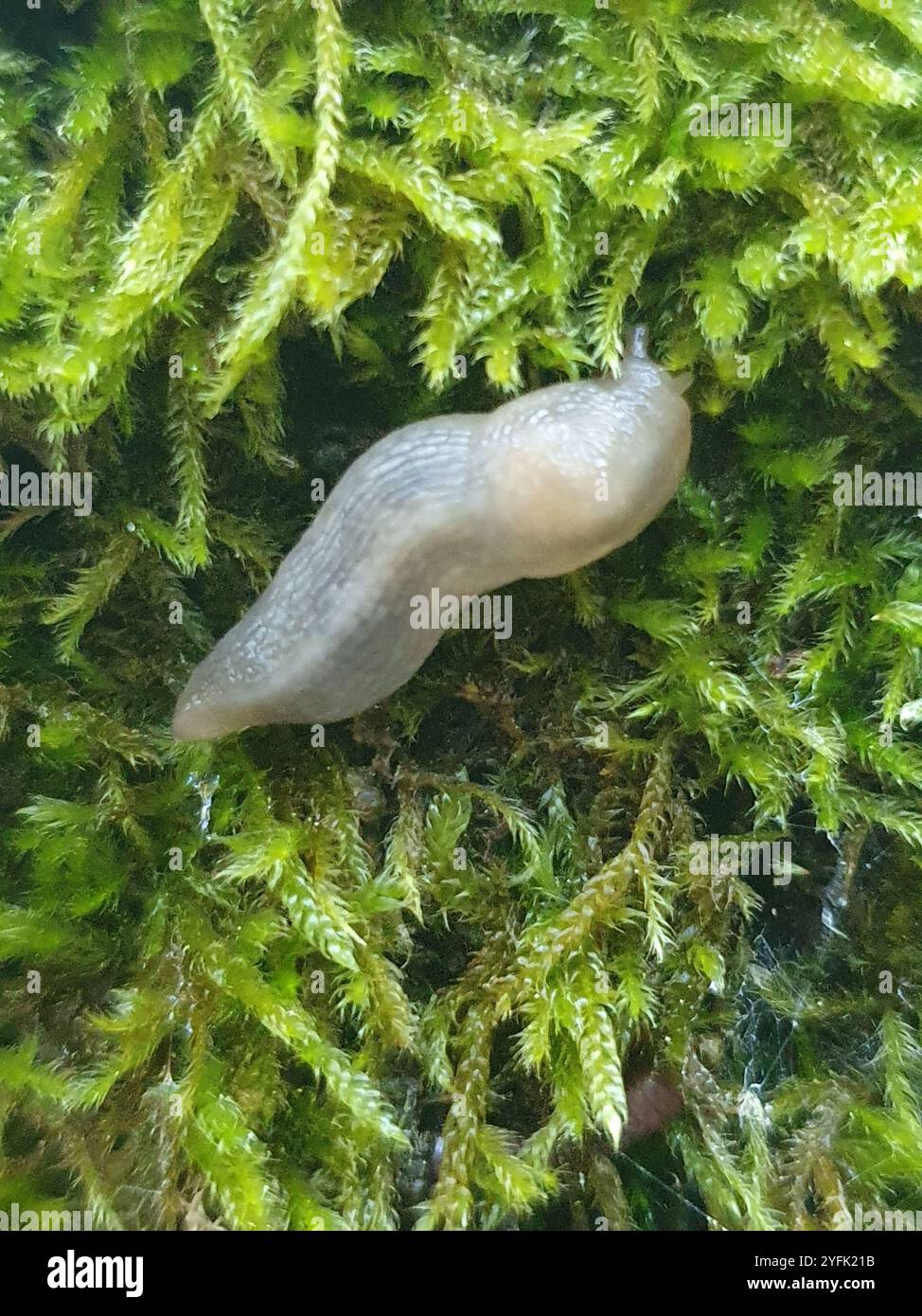 Tree slug (Lehmannia marginata Stock Photo - Alamy