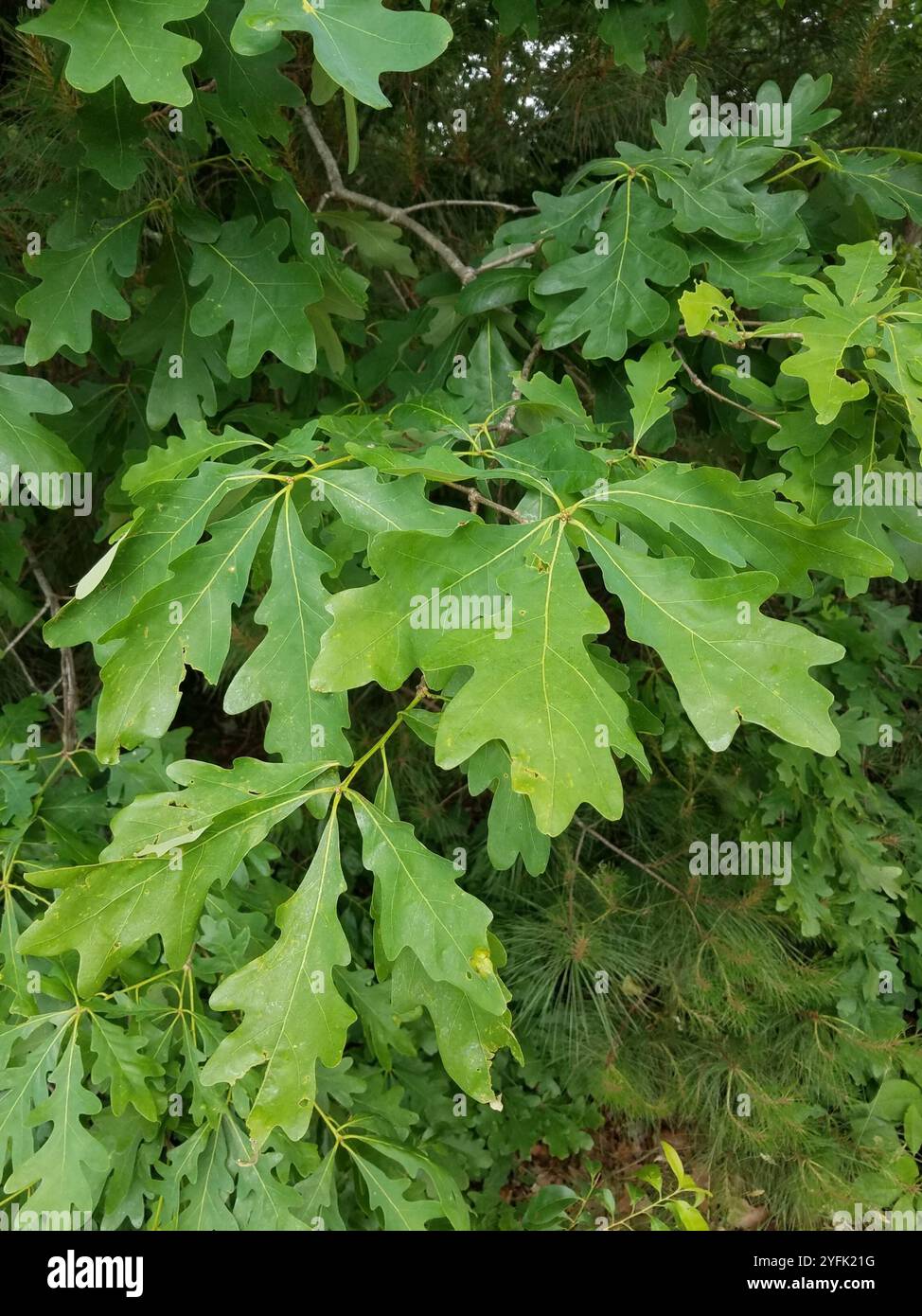 white oak (Quercus alba Stock Photo - Alamy