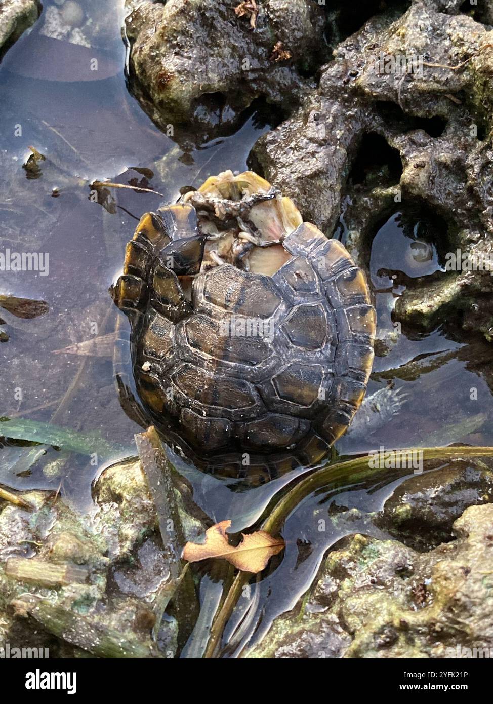 Red-eared Slider (Trachemys scripta elegans Stock Photo - Alamy
