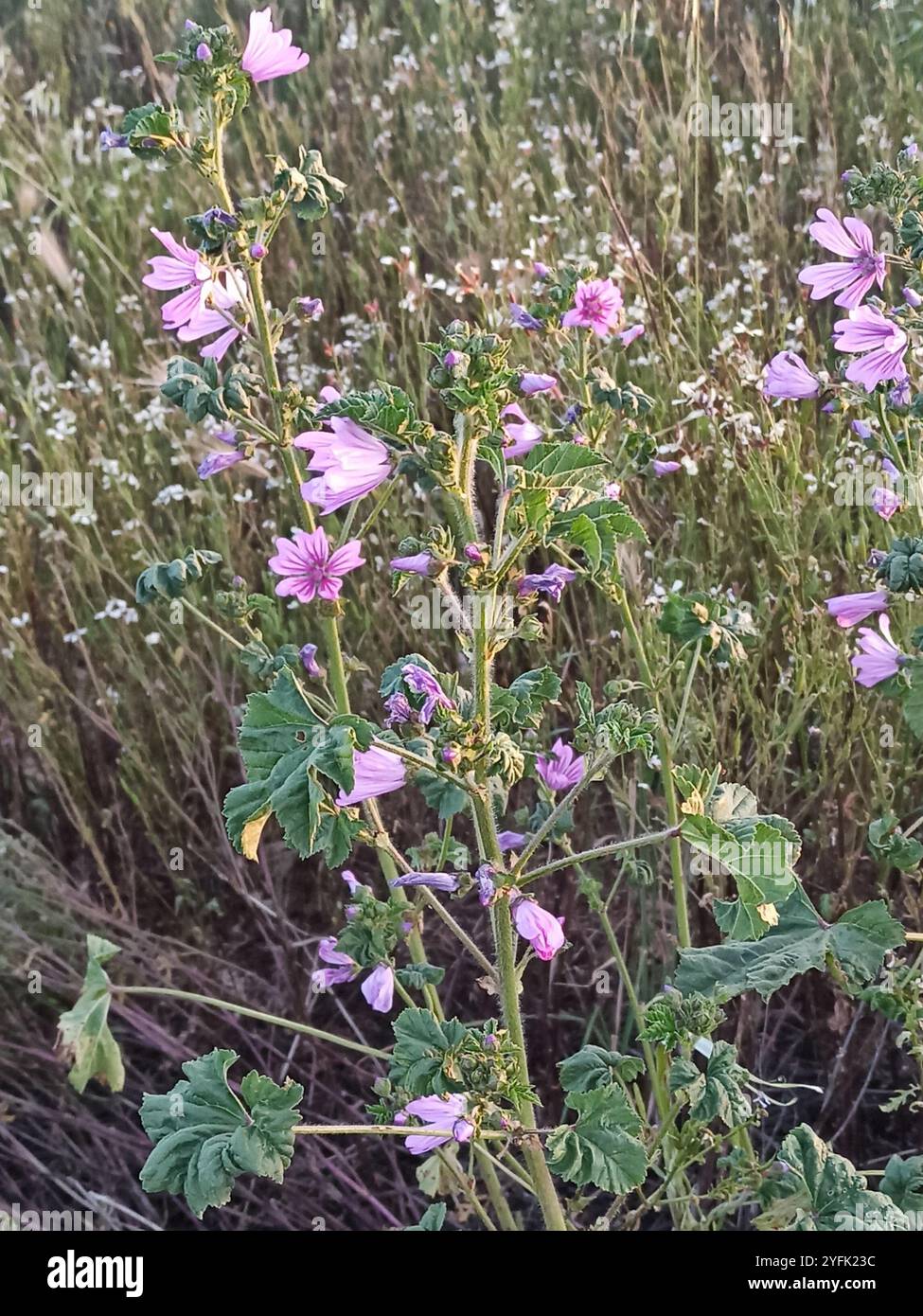 Common Mallow (Malva sylvestris Stock Photo - Alamy