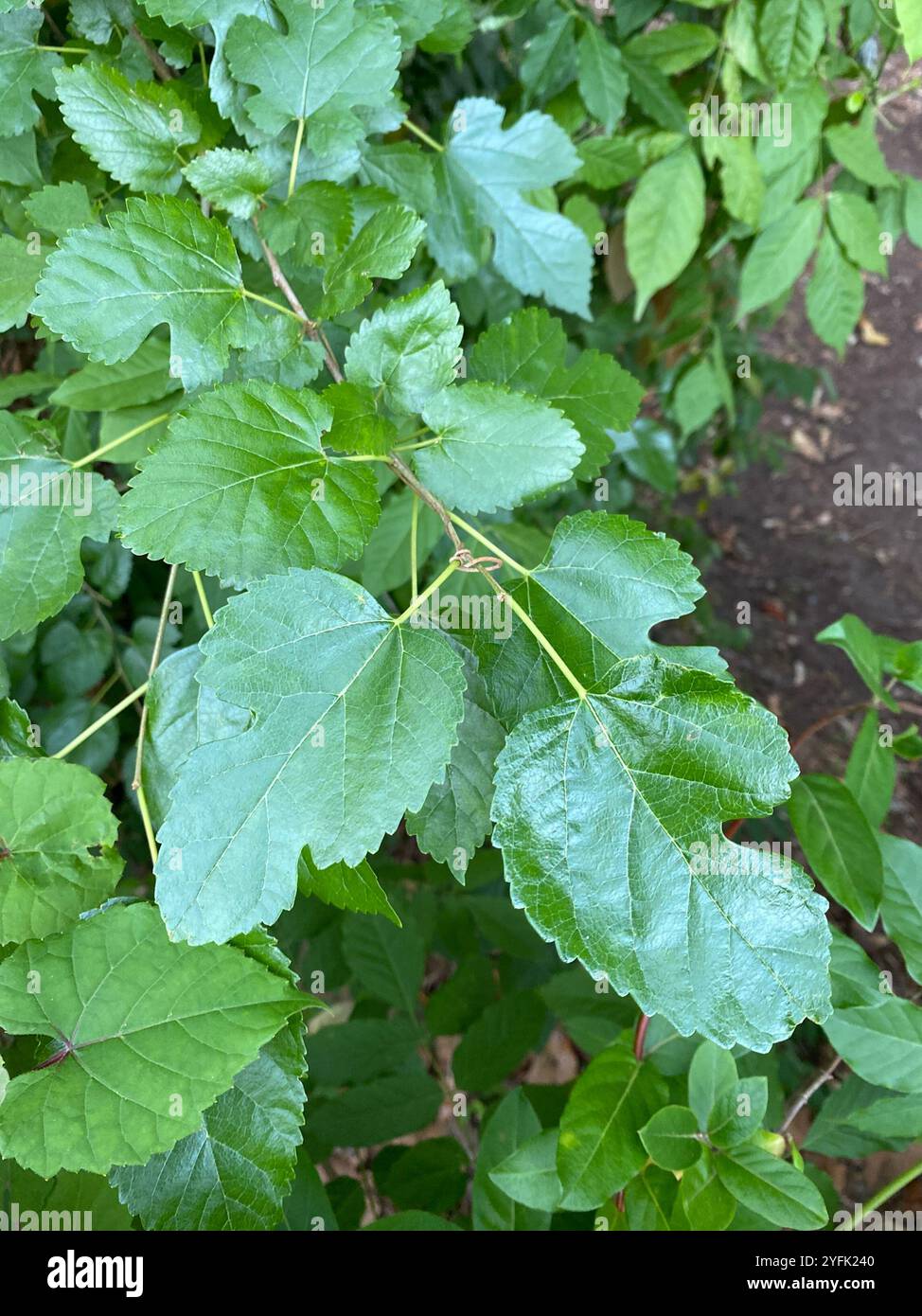 white mulberry (Morus alba Stock Photo - Alamy