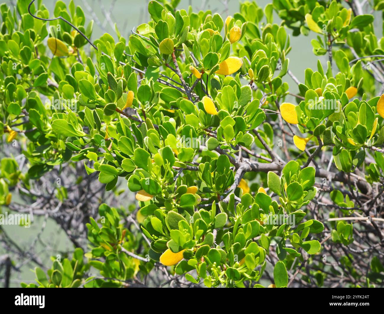 White-flowered black mangrove (Lumnitzera racemosa Stock Photo - Alamy