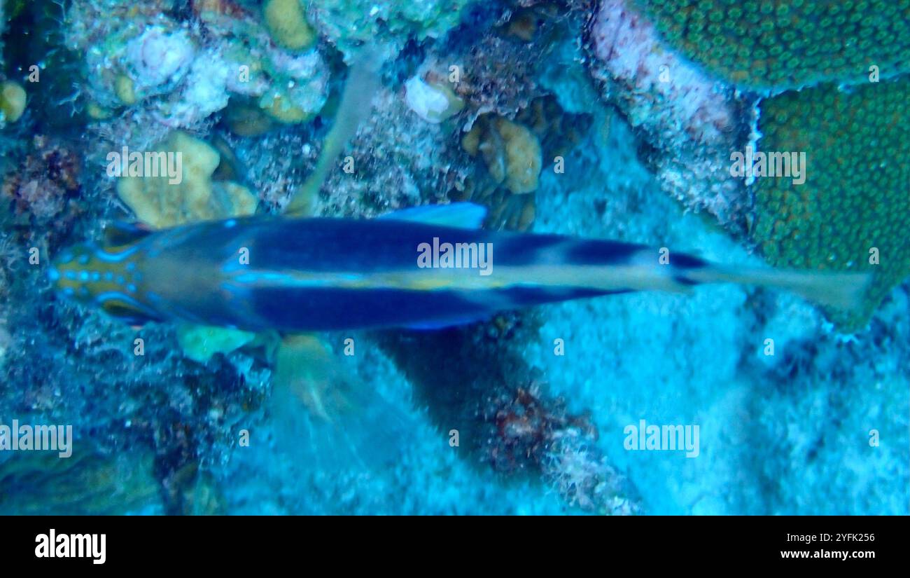 Barred Hamlet (Hypoplectrus puella Stock Photo - Alamy