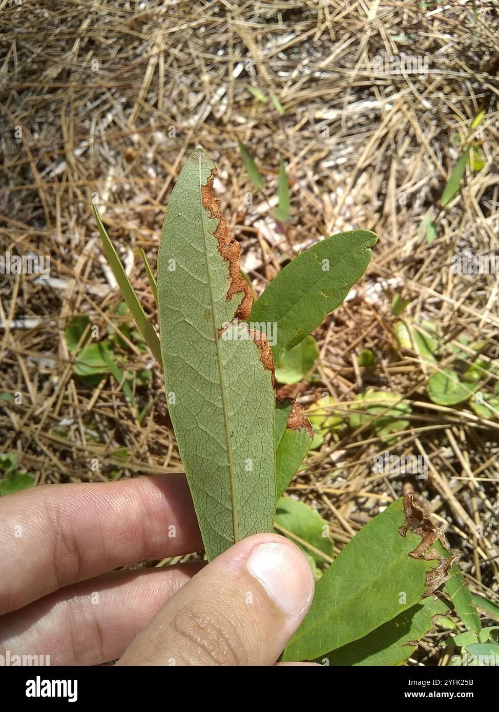 Gopher-berry (Asimina pygmea Stock Photo - Alamy