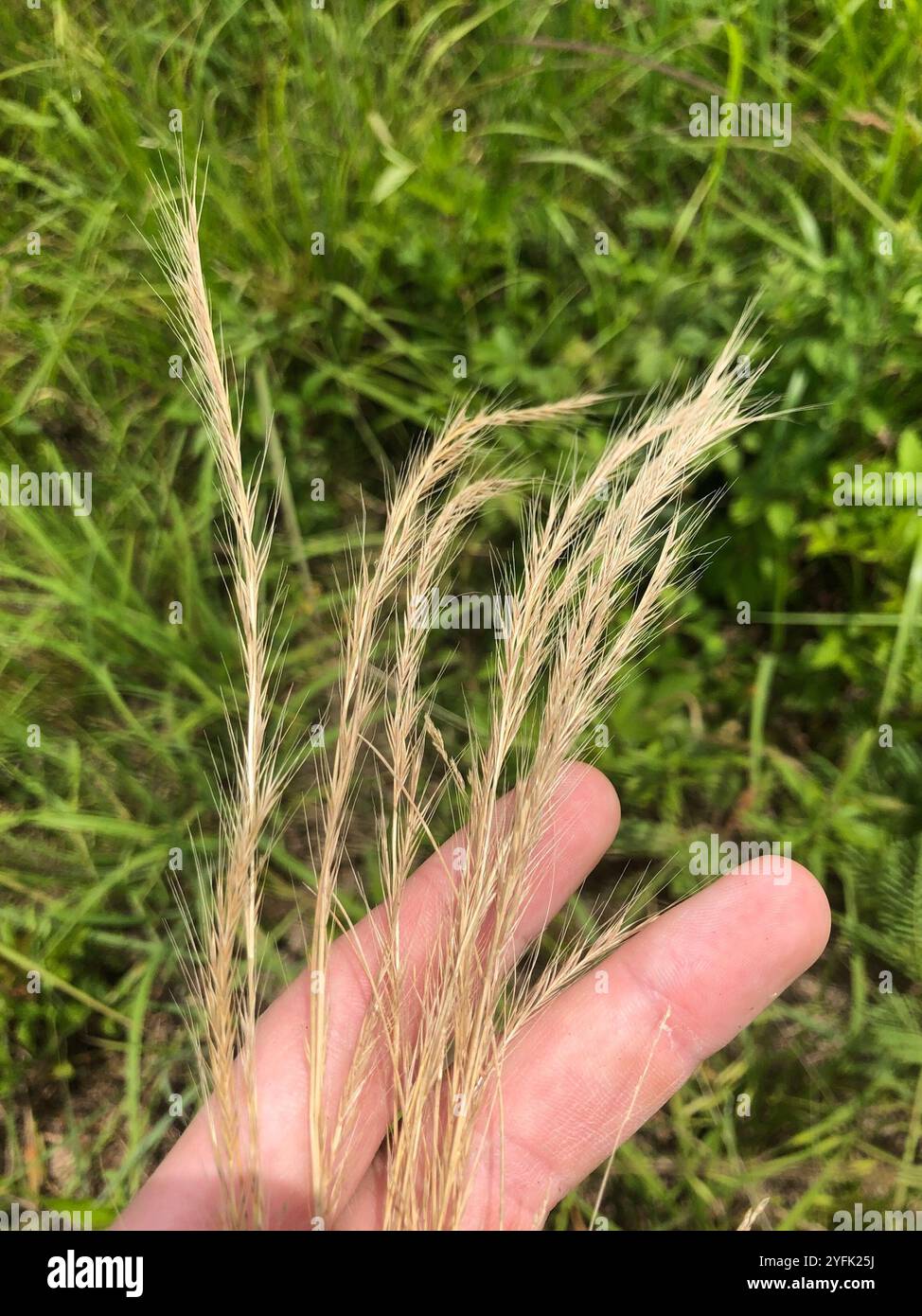 rattail sixweeks grass (Festuca myuros Stock Photo - Alamy