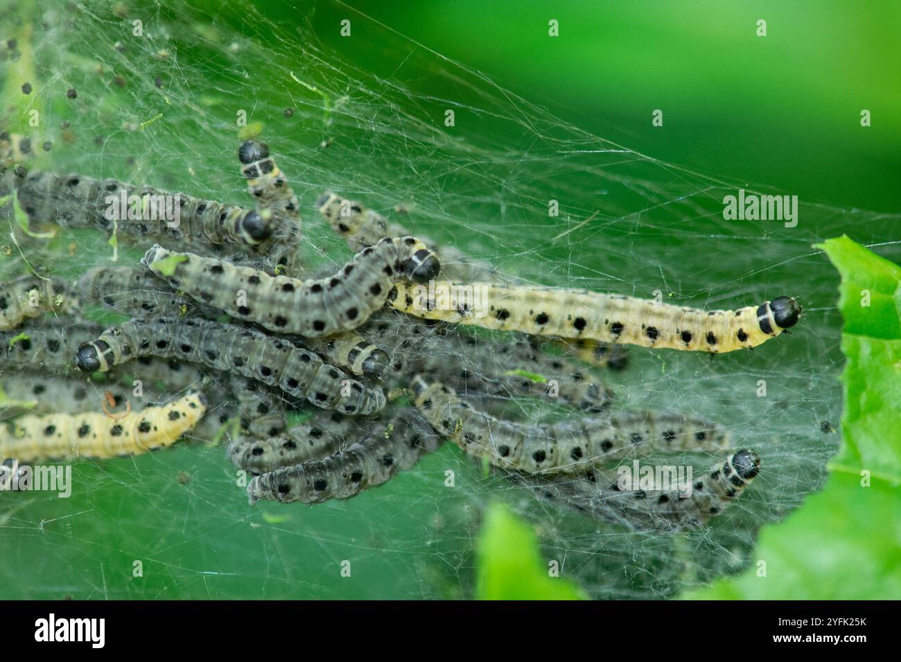 Spindle Ermine Moth (Yponomeuta cagnagella Stock Photo - Alamy