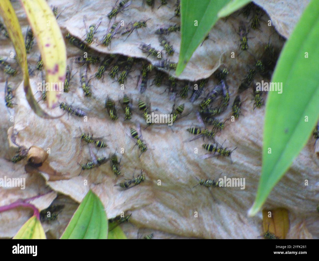 Ants, Bees, and Stinging Wasps (Aculeata Stock Photo - Alamy