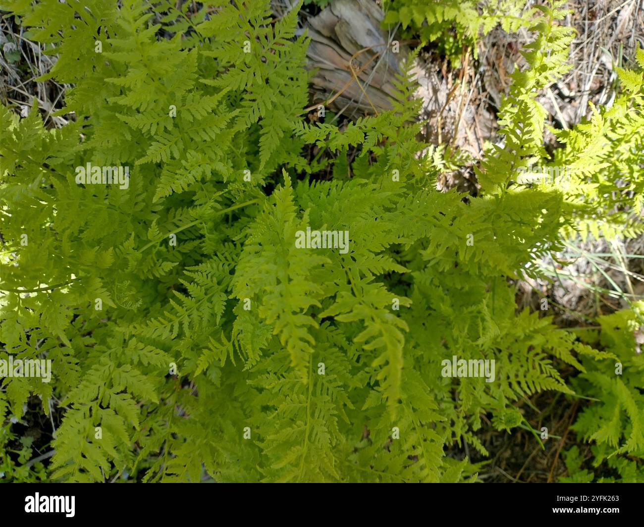 brittle bladderfern (Cystopteris fragilis Stock Photo - Alamy