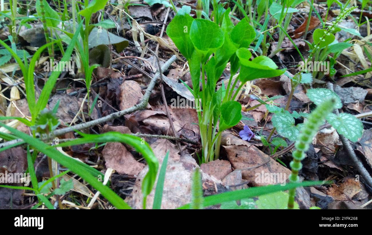Broad-leaved Violet (Viola mirabilis Stock Photo - Alamy