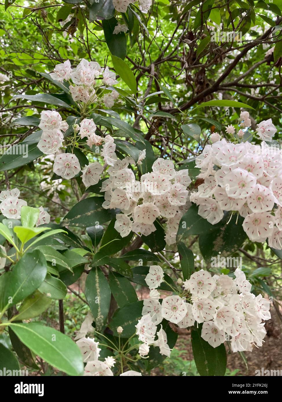 mountain laurel (Kalmia latifolia Stock Photo - Alamy