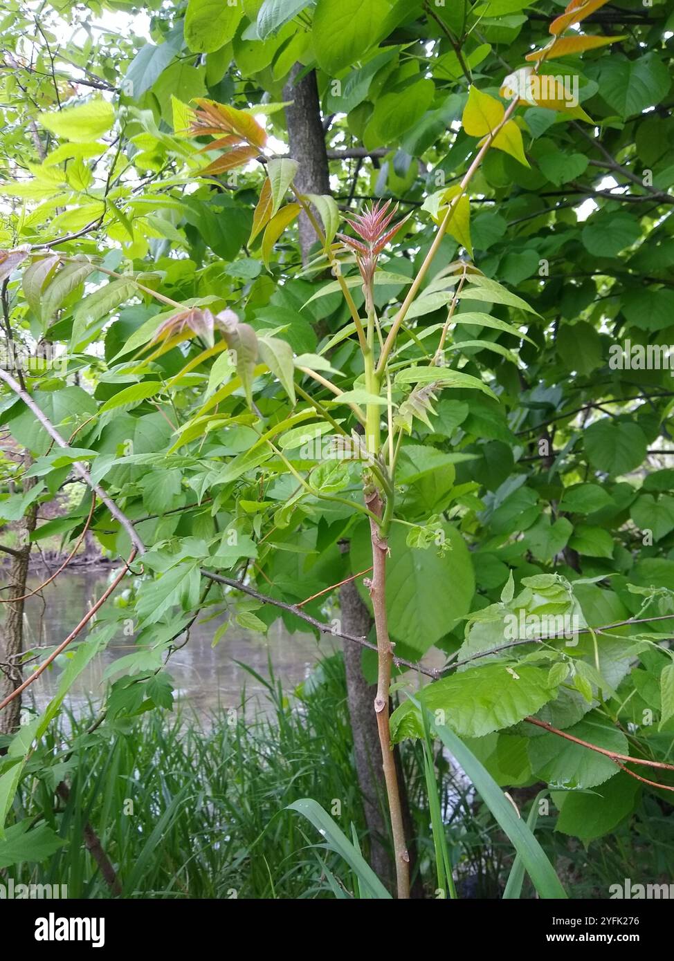 tree-of-heaven (Ailanthus altissima Stock Photo - Alamy