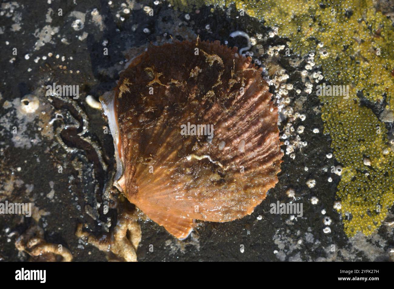 Giant Rock Scallop (Crassadoma gigantea Stock Photo - Alamy