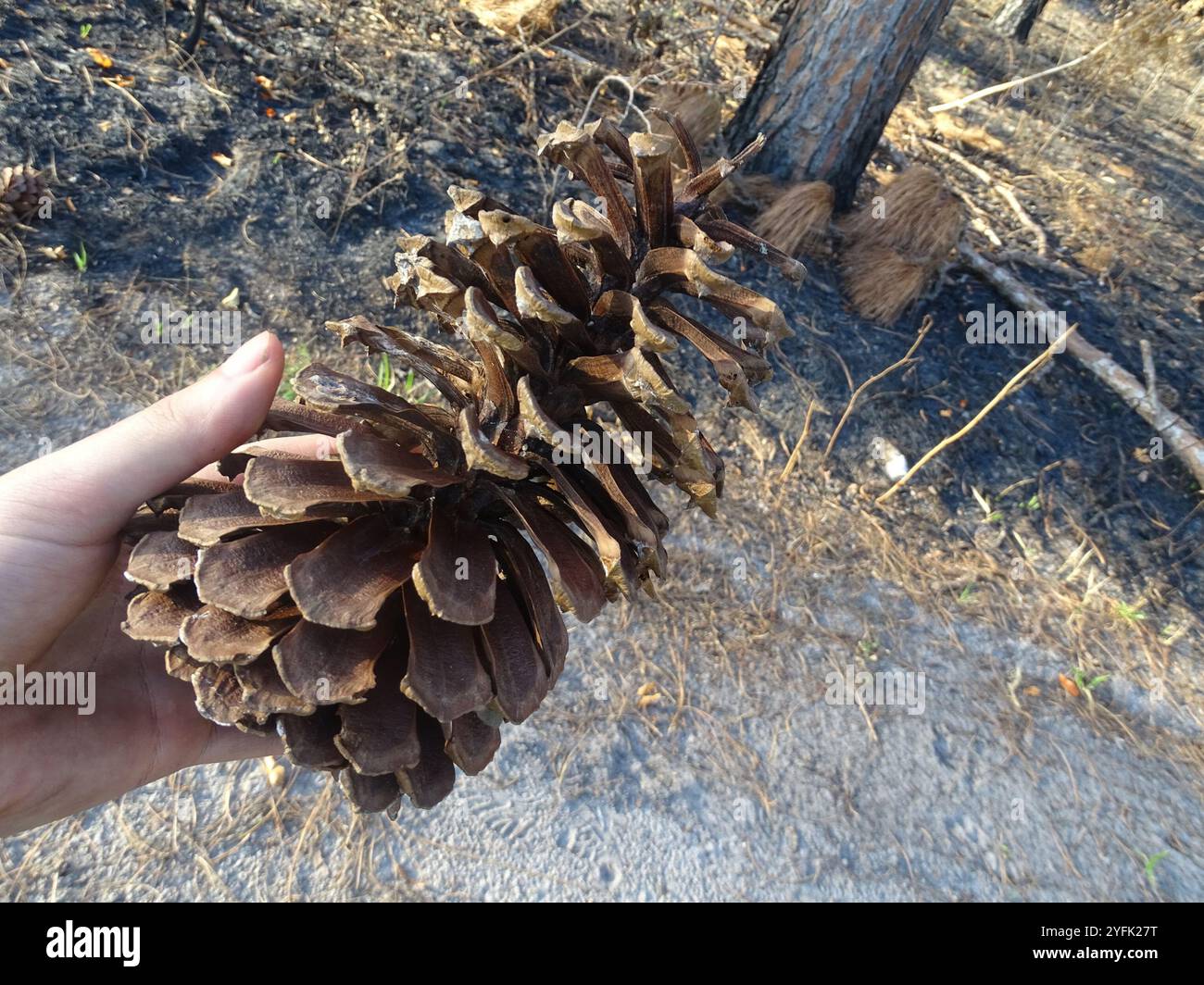 longleaf pine (Pinus palustris Stock Photo - Alamy