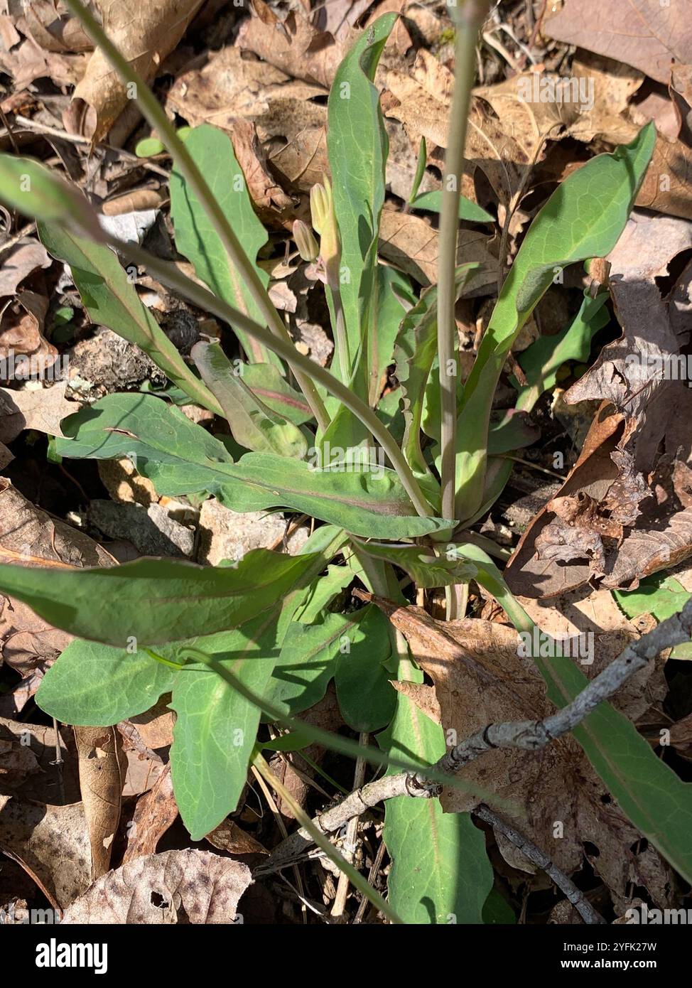 Two flower dwarf dandelion hi-res stock photography and images - Alamy