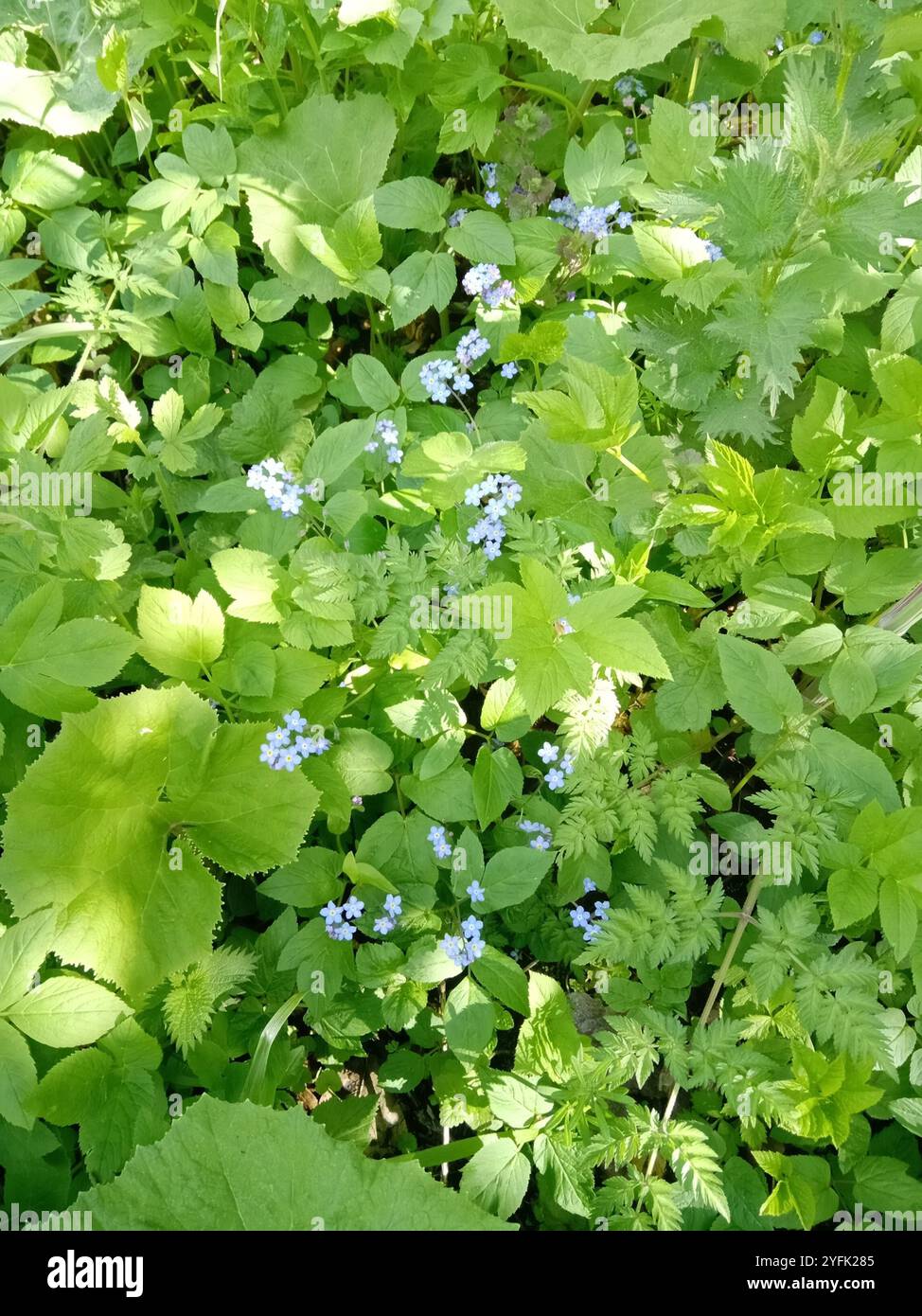 Wood Forget-me-not (Myosotis sylvatica Stock Photo - Alamy