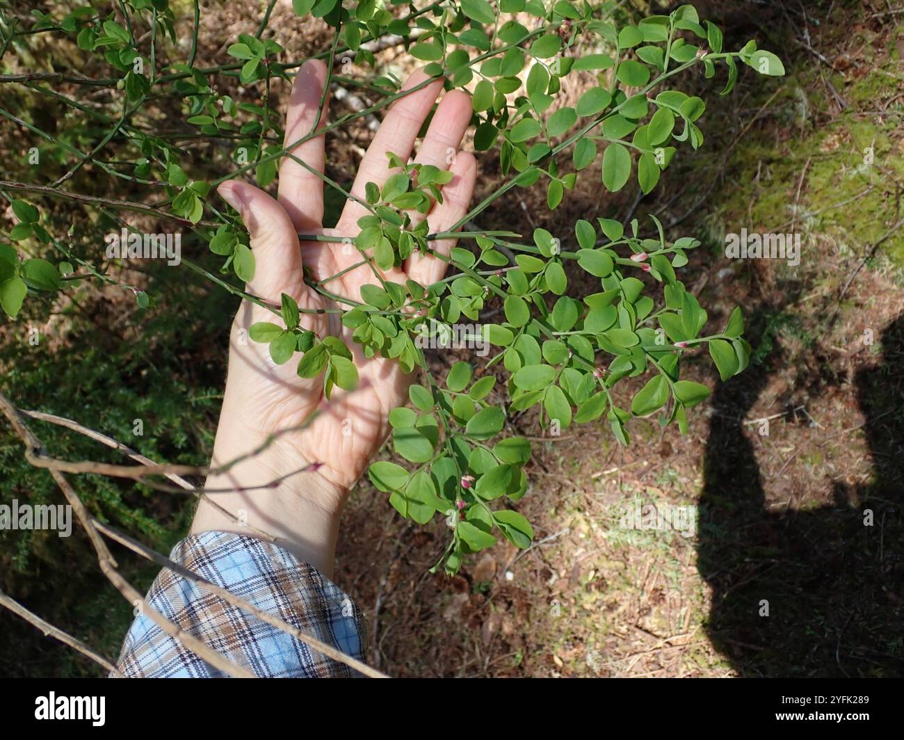 Red Huckleberry (Vaccinium parvifolium Stock Photo - Alamy