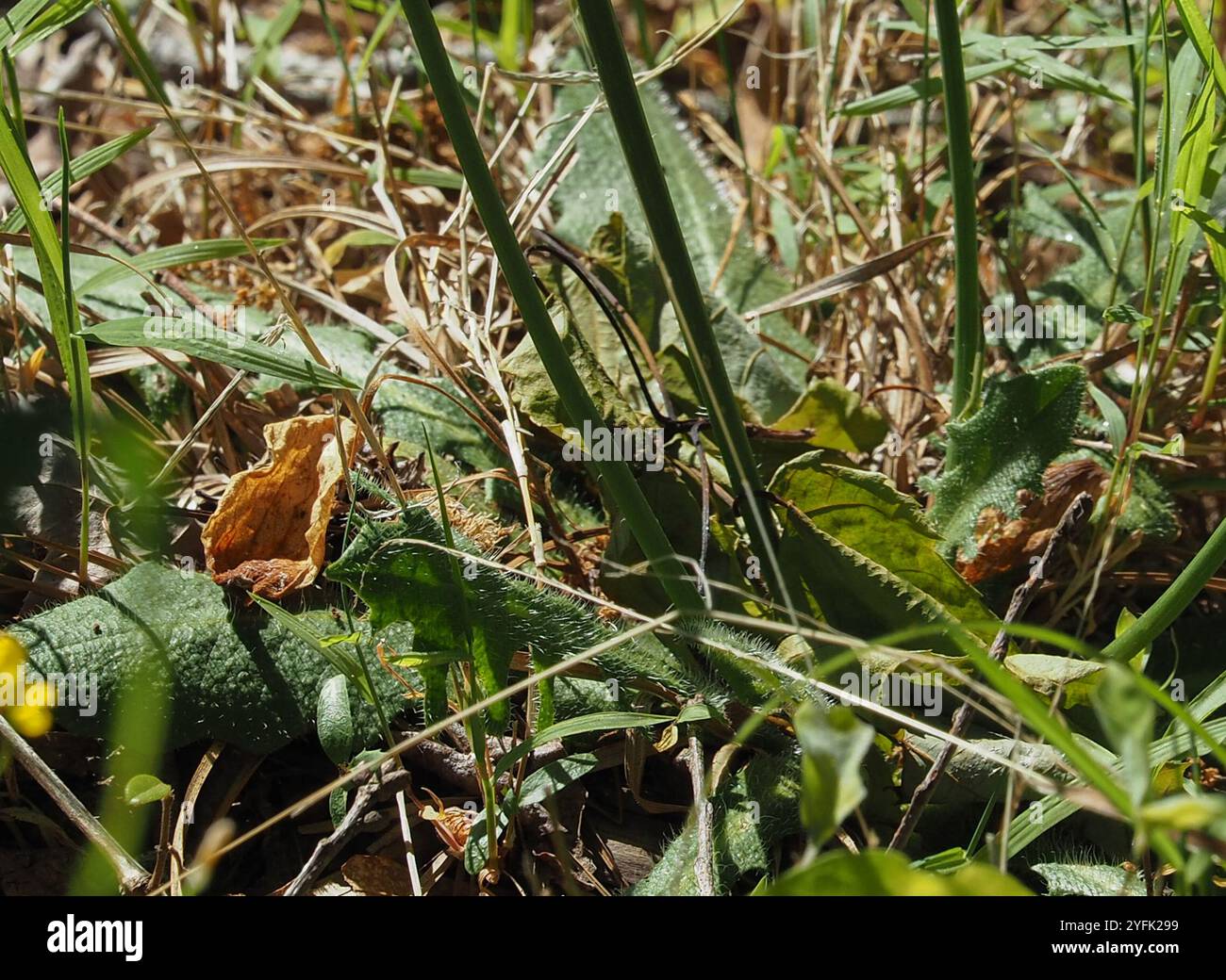 Common Cat's-ear (Hypochaeris radicata Stock Photo - Alamy