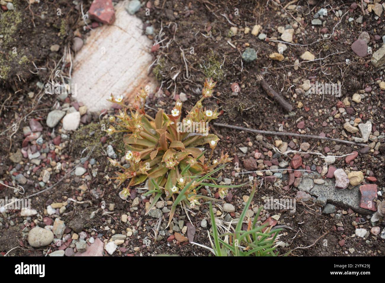 pygmy-flower rock-jasmine (Androsace septentrionalis Stock Photo - Alamy