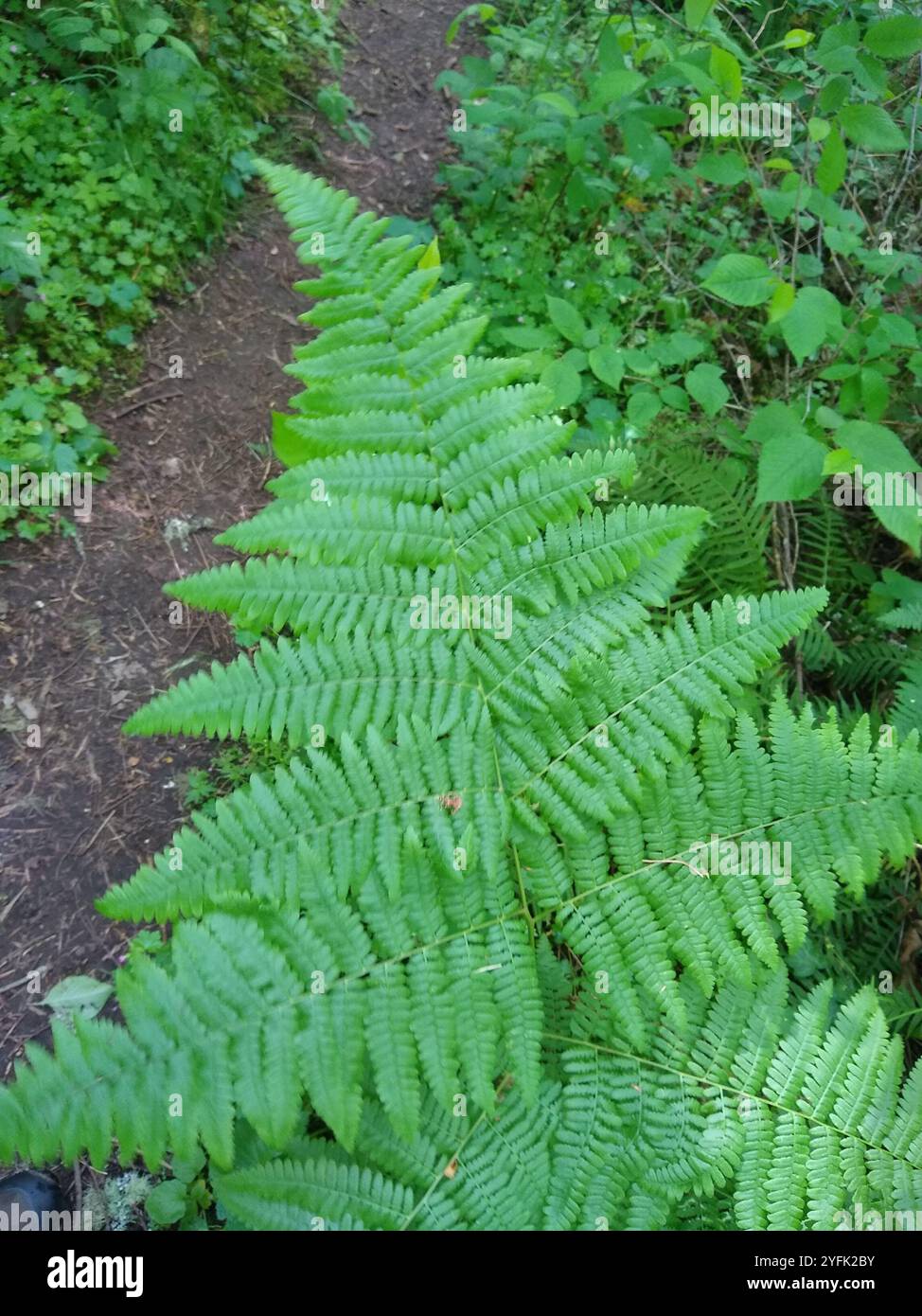 common bracken (Pteridium aquilinum Stock Photo - Alamy