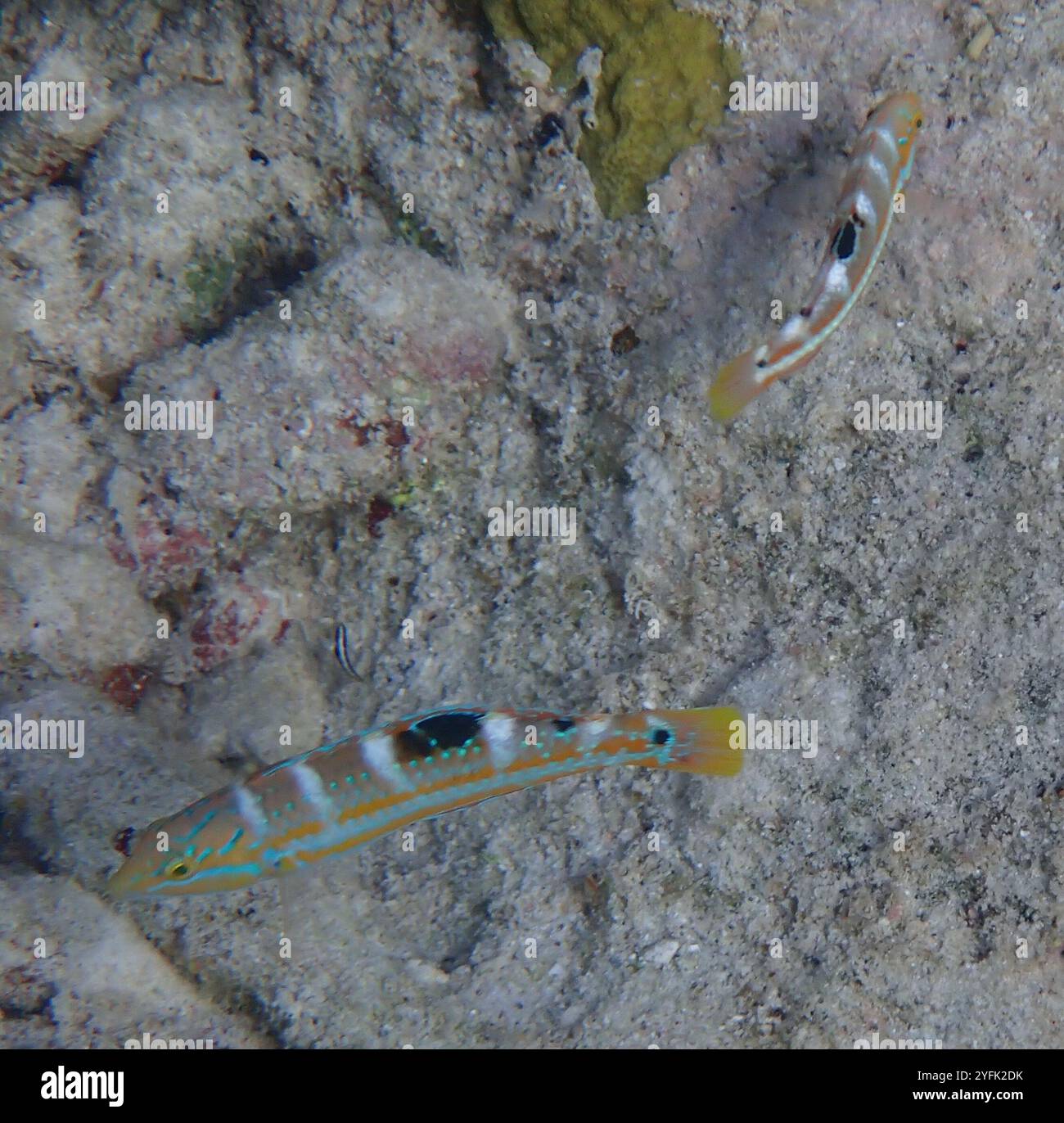 Halichoeres radiatus hi-res stock photography and images - Alamy