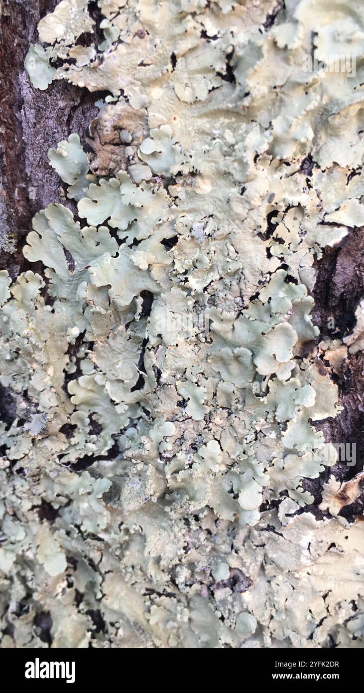 common greenshield lichen (Flavoparmelia caperata Stock Photo - Alamy